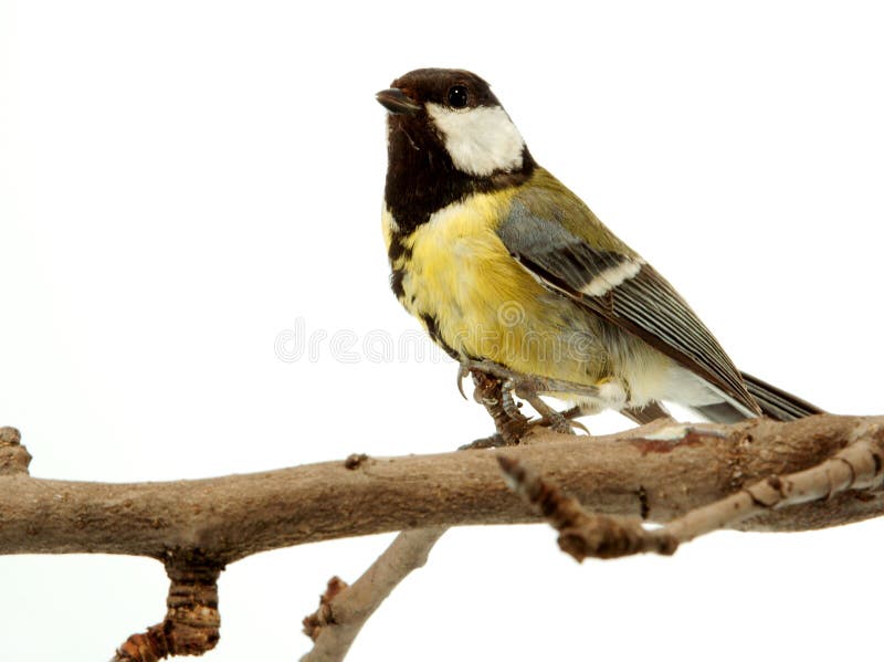 Mees stock afbeelding. Image of veer, recreatief, kleur - 4732159