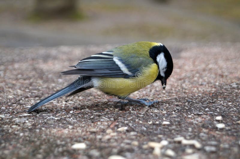 Mees Met Gele Zwart-witte Veren Stock Foto - Image of zonnebloem ...