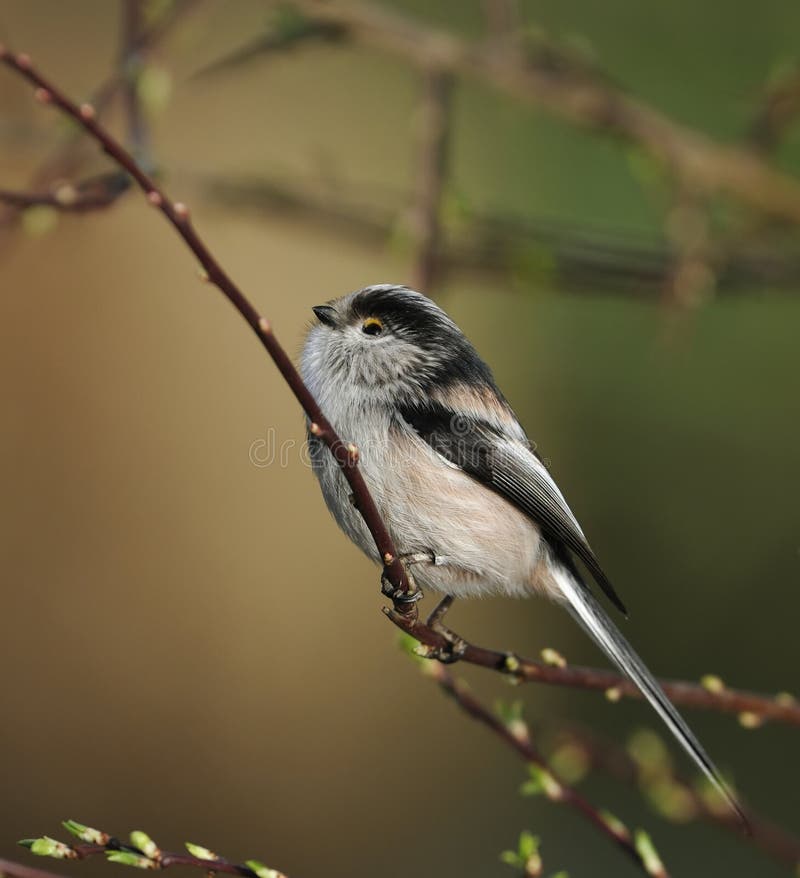 Mees met lange staart stock foto. Image of engeland, verticaal - 18872904