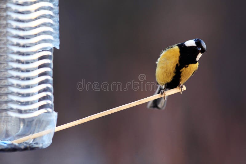 Mees Weinig Gele Russische Vogel Stock Afbeelding - Image of tuin ...