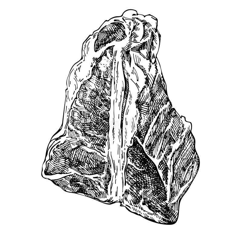 Lamb Bone Sketch Stock Illustrations – 581 Lamb Bone Sketch Stock ...