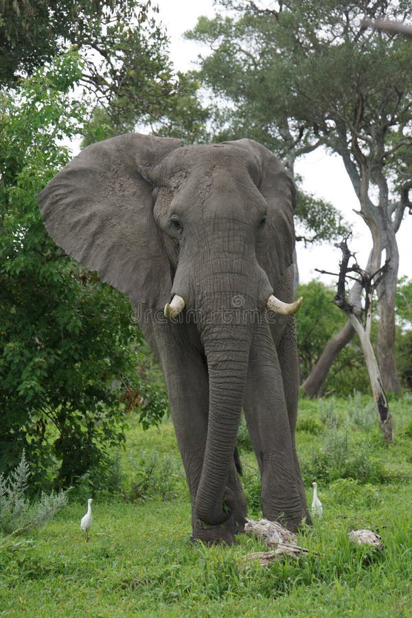 Meet the elephant stock image. Image of ivory, freedom - 66305435