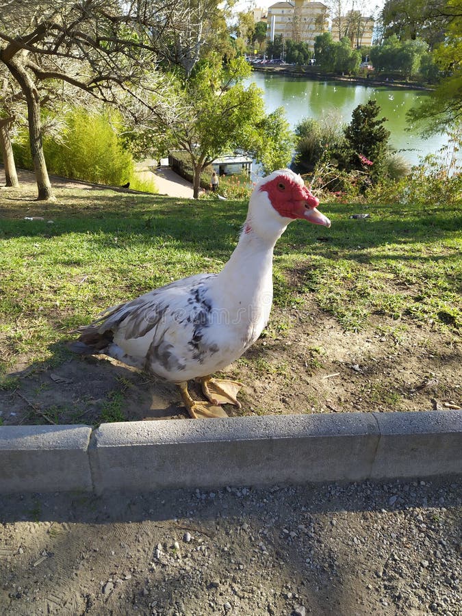 Meet a goose on its way stock photo. Image of meet, green - 169493902