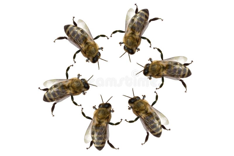 Meeting of Bees stock image. Image of group, nature, creation - 905721