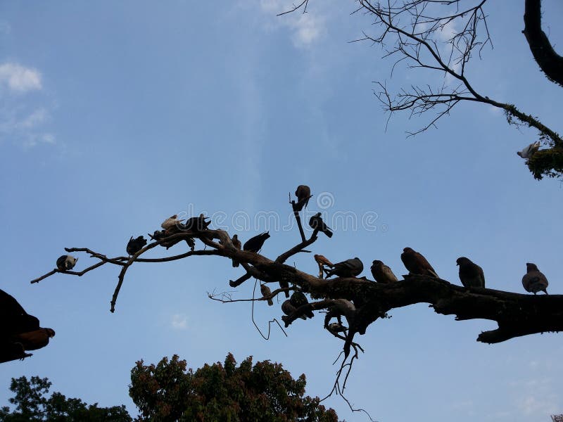 Meeting Birds on the Tree Plant Stock Photo - Image of meeting, plant ...