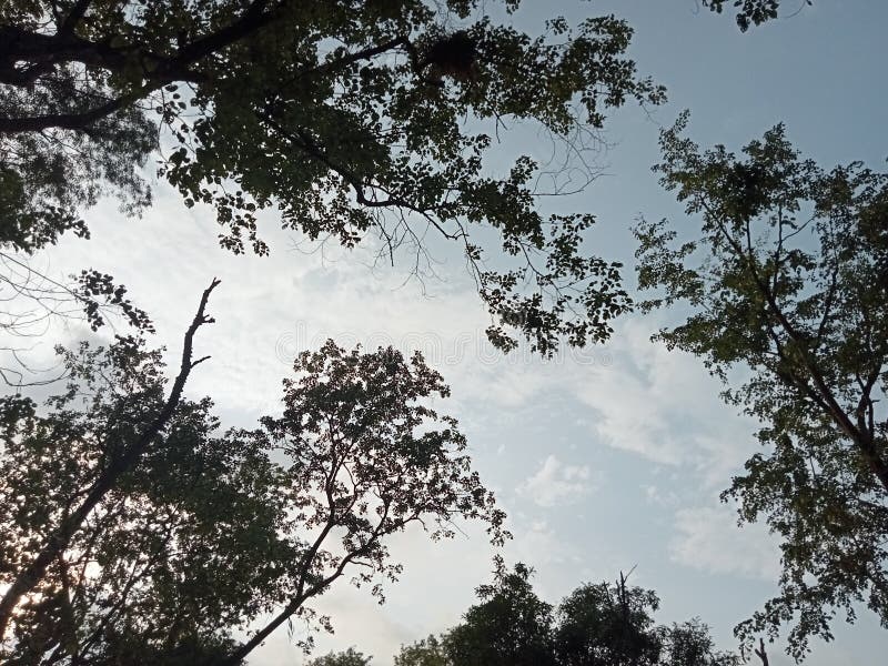 Meeting of branches stock image. Image of branch, hill - 247347085