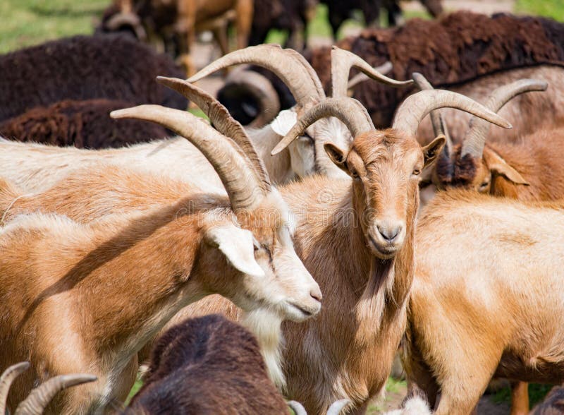 Meeting Goats in Large Herds Stock Image - Image of diversity, meadow ...
