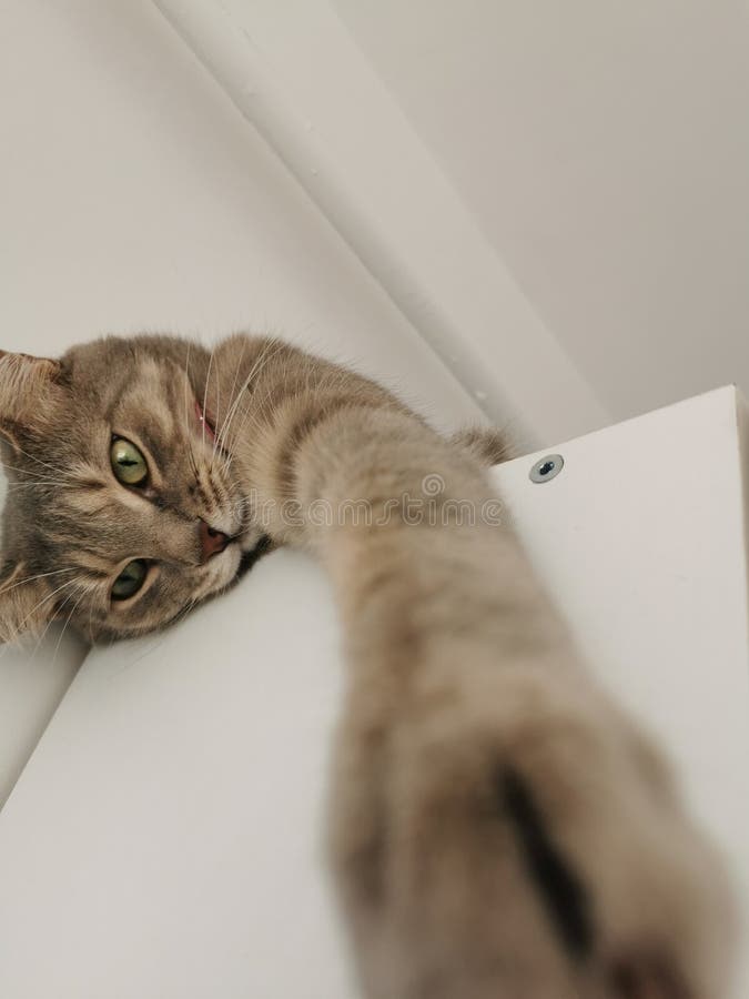 Touched by... my cat stock photo. Image of animal, touched - 271535834