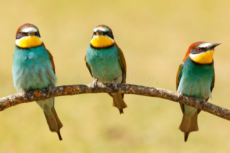 Meeting of Three Birds on a Branch Stock Image - Image of head, green ...