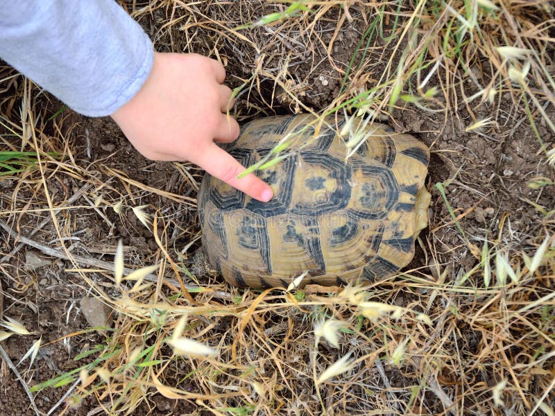Meeting with a turtle stock photo. Image of blond, adult - 39981380