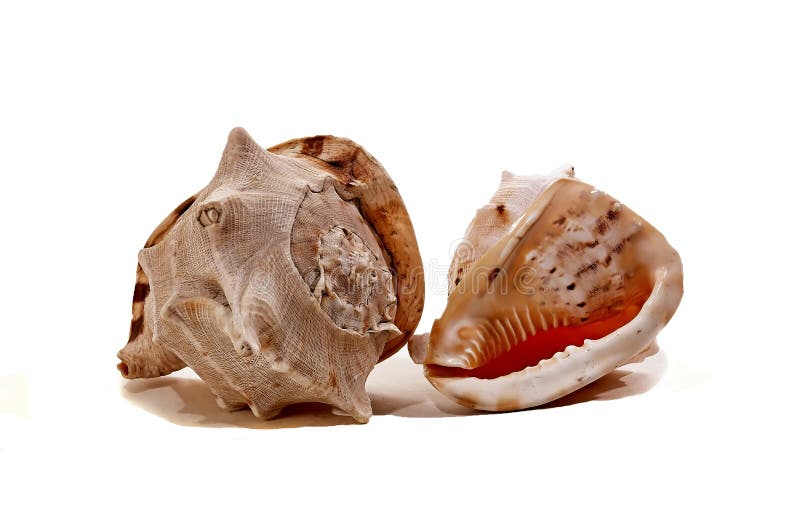 Meeting of Two Different Colored Sea Shells Stock Photo - Image of ...