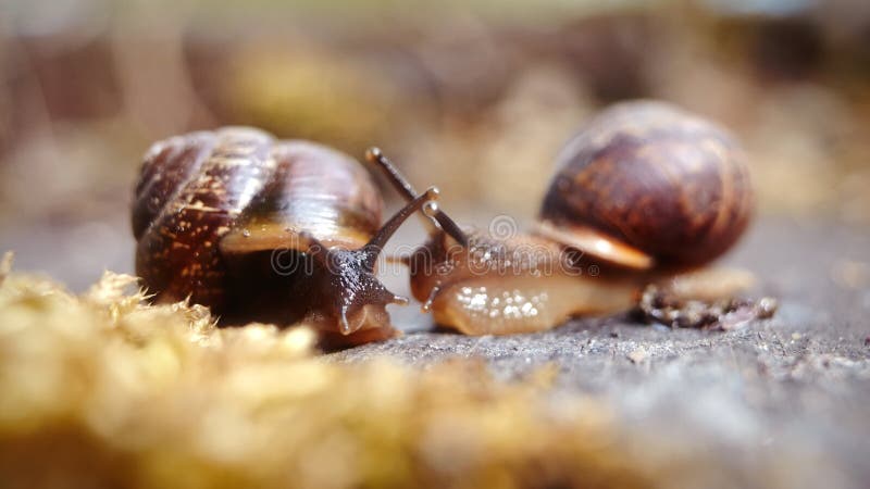 The meeting of two snails. stock image. Image of gliding - 93376715