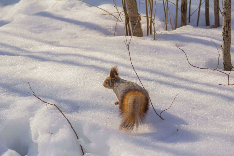 Meeting in the woods stock image. Image of rodent, park - 53621737