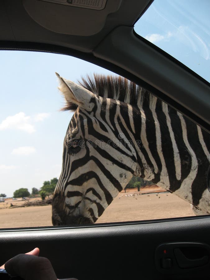Meeting Zebra during Safari Stock Photo - Image of wild, tree: 42274238