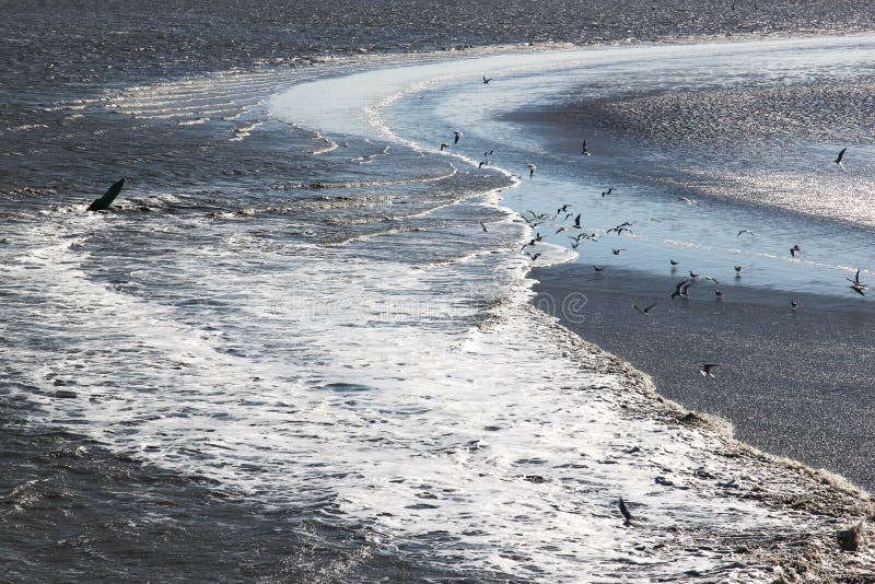 Meeuwen in Sodawater Van Waddenzee, Nederland Stock Foto - Image of ...