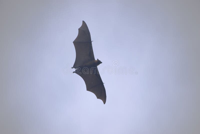 Mega Bat Flying with Stretched Wings in the Open Sky Stock Photo ...