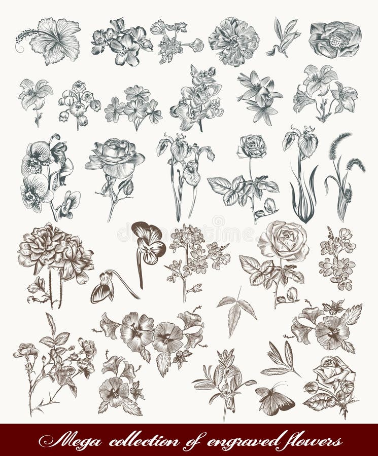 Mega Collection of High Detailed Vector Flowers for Design Stock Vector ...