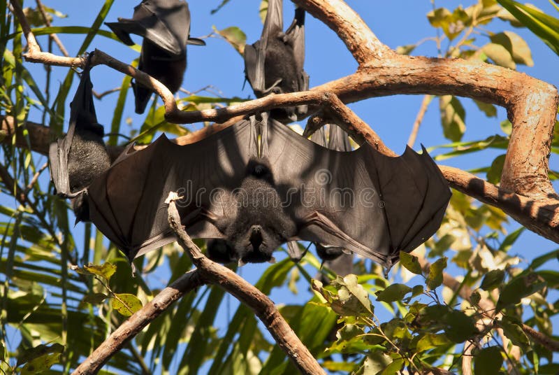 Megabat foto de stock. Imagem de parque, lugares, naturalizado - 15903978