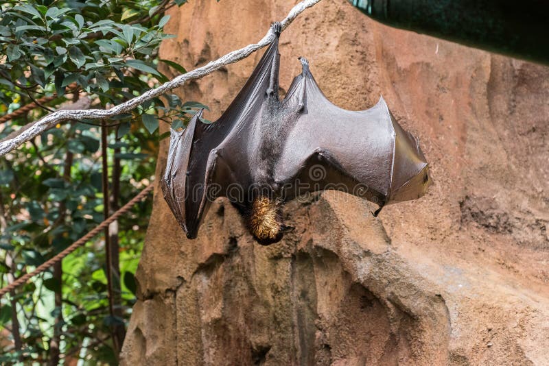 Megabat foto de stock. Imagem de tropical, selvagem, animal - 82094206