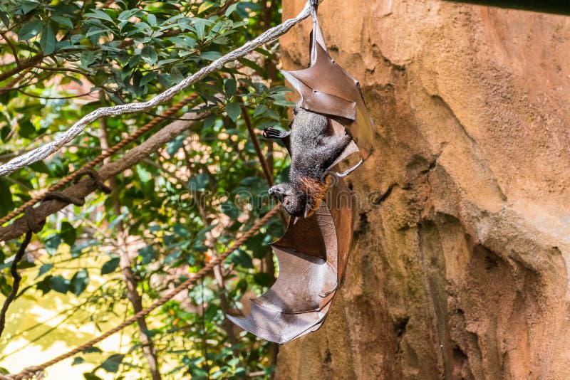 Megabat foto de stock. Imagem de tropical, selvagem, animal - 82094206