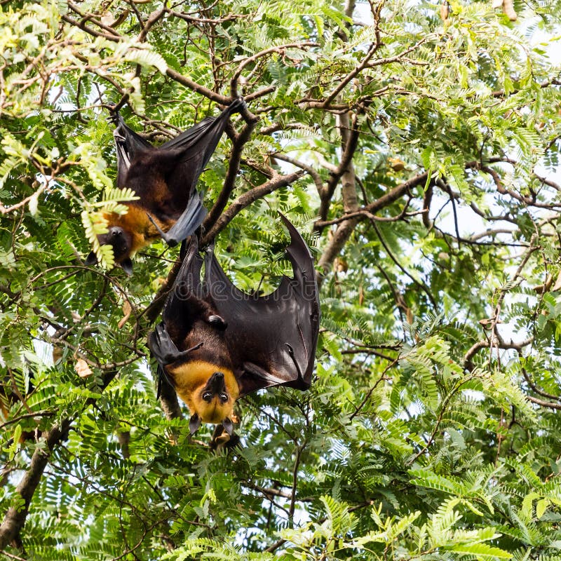 Megabat gigante foto de stock. Imagem de amarelo, verde - 37781358