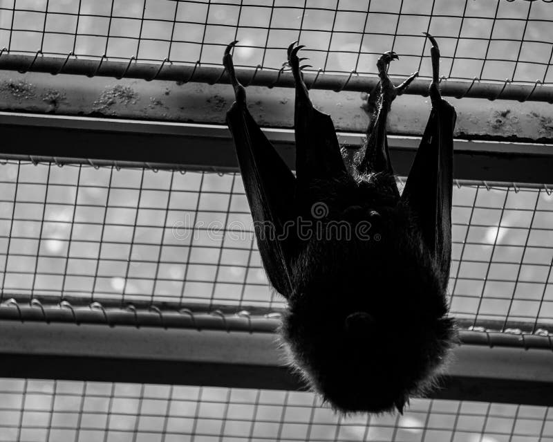 A Megabat Hanging from the Ceiling Stock Image - Image of animal ...