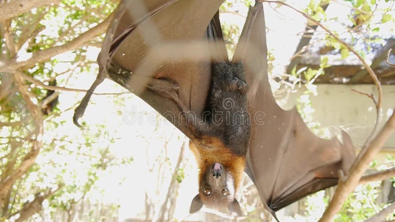 Megabat Hanging Upside Down Revealing Wings and Looking at Camera in ...