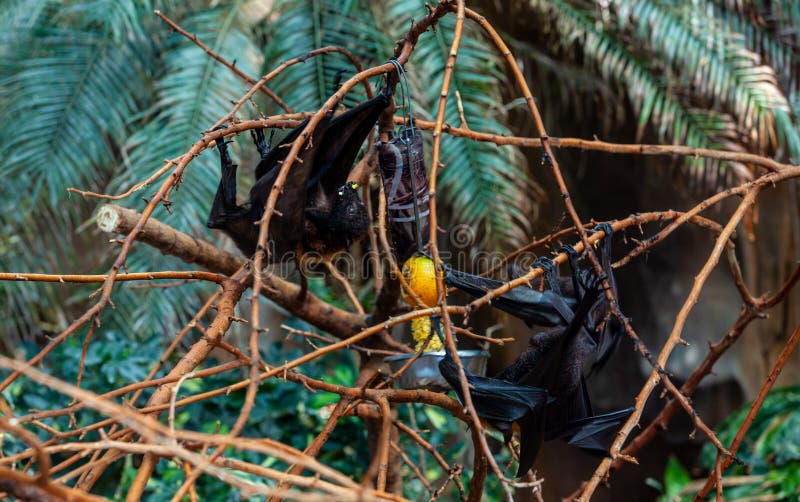 Megabat Outdoors in the Zoo Stock Photo - Image of head, fauna: 189350984