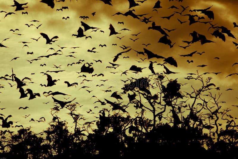 Megabats stock photo. Image of wildlife, exotic, birds - 16395730