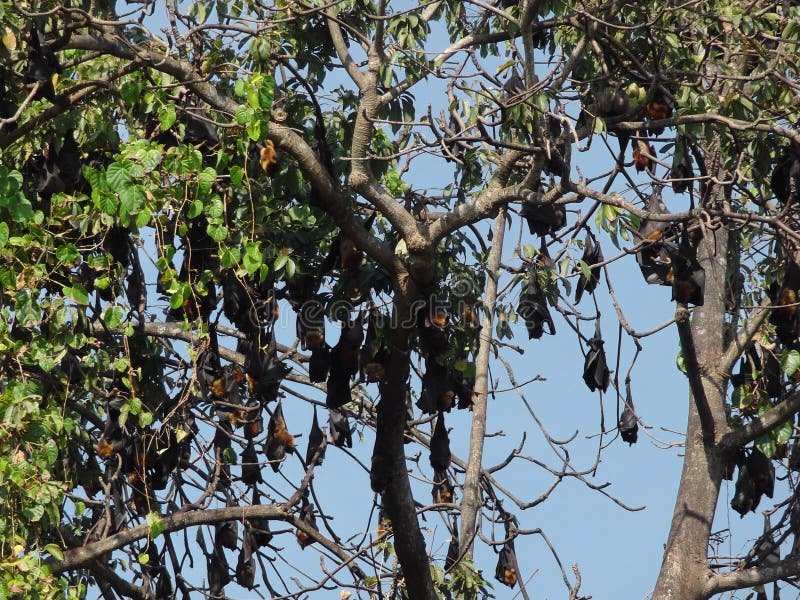 Megabats Stock Photos - Free & Royalty-Free Stock Photos from Dreamstime