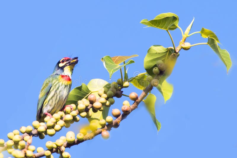 Megalaimidae Bird, Eating Food on a Tree Branch Stock Image - Image of ...