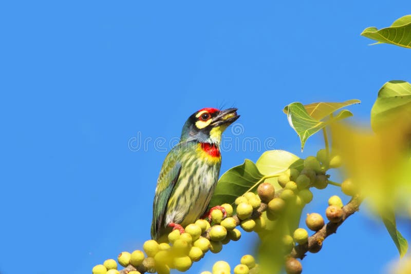 Megalaimidae Bird, Eating Food on a Tree Branch Stock Image - Image of ...