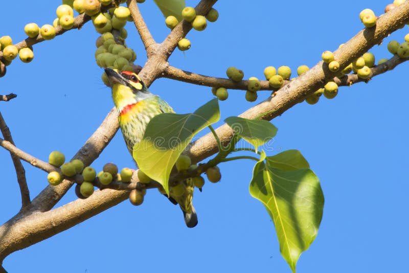 Megalaimidae Bird, Eating Food on a Tree Branch Stock Image - Image of ...