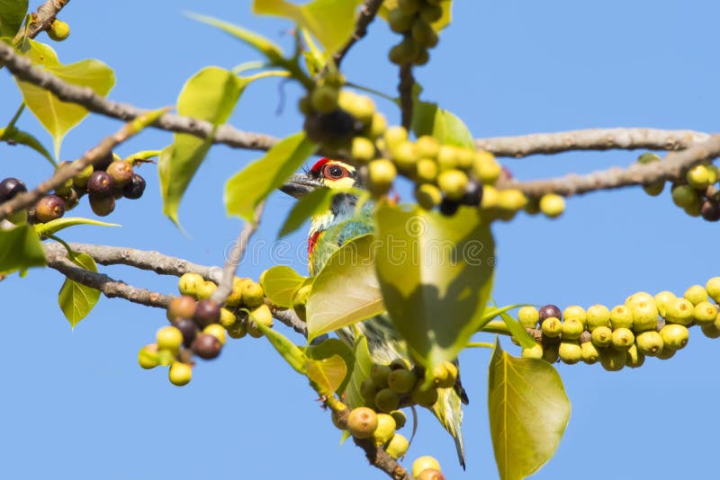 Megalaimidae Bird, Eating Food on a Tree Branch Stock Photo - Image of ...