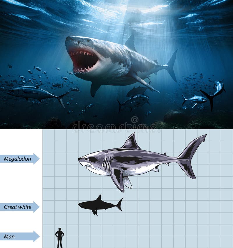 Megalodon Vs. Great White Shark â€ Size Comparison Stock Illustration ...