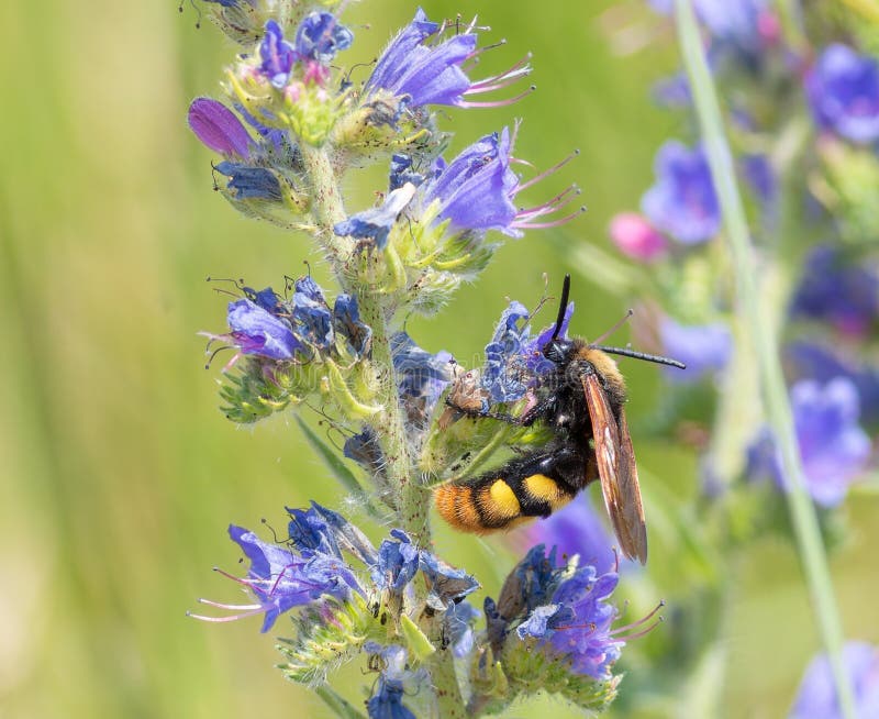 Megascolia Maculata. the Insect Feeds on Nectar from Wildflowers Stock ...
