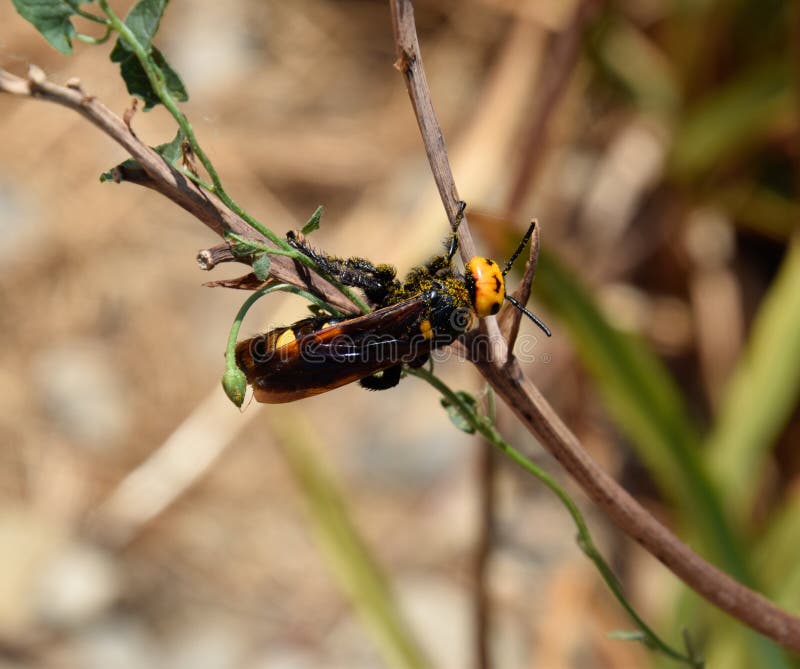 Megascolia Maculata. Mammoth Wasp Stock Image - Image of flower, large ...