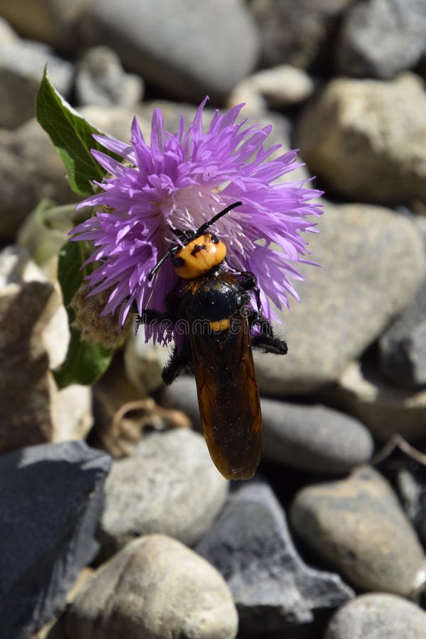 Megascolia Maculata. the Mammoth Wasp Stock Photo - Image of insect ...