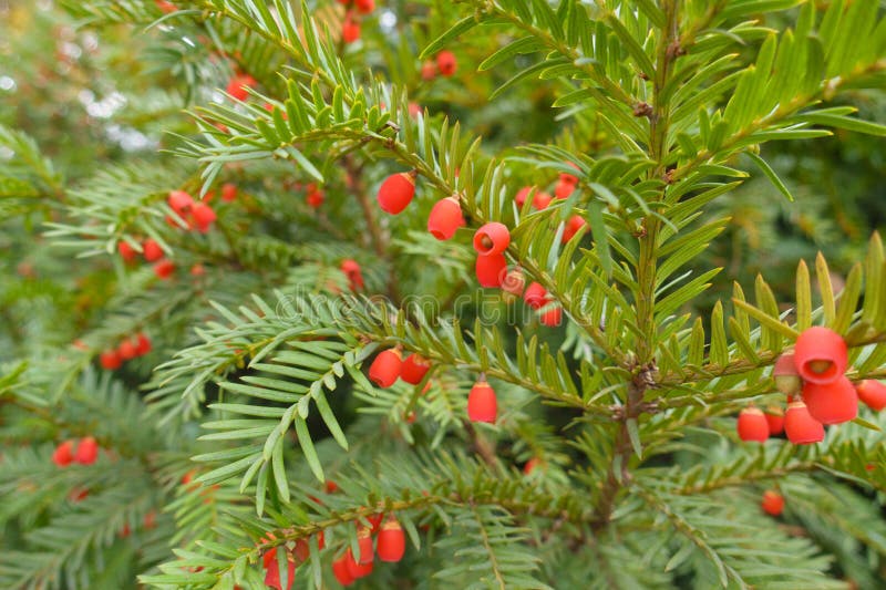 Megastrobili in the Leafage of Yew in October Stock Photo - Image of ...