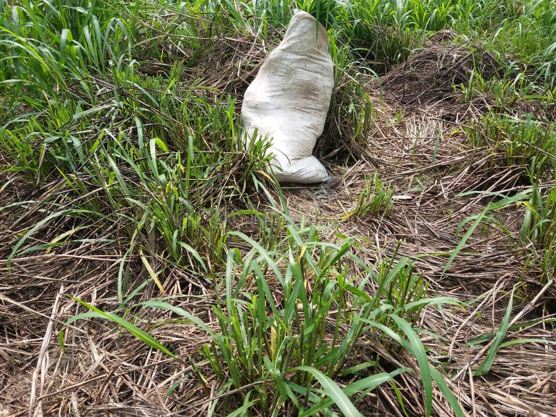 Gini Grass Stock Photos - Free & Royalty-Free Stock Photos from Dreamstime