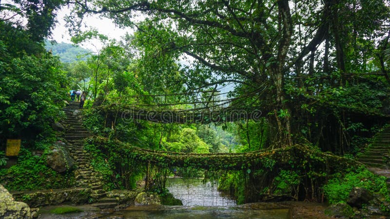 Meghalaya Root Bridge stock image. Image of india, meghalaya - 246042939