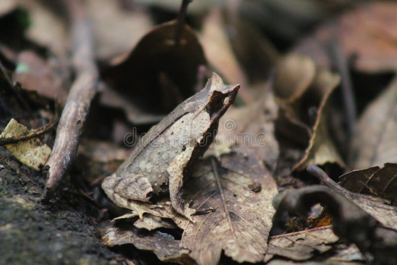 Megophrys Montana (Asian Horned Frog Asian Spadefoot Toad Javan Horned ...