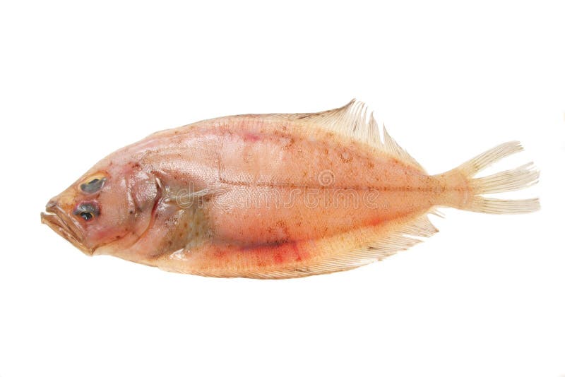Megrim sole stock image. Image of dorsal, fish, sole, lateral - 5615303