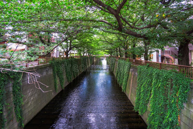 Meguro River in summer stock photo. Image of summer, canal - 93533840