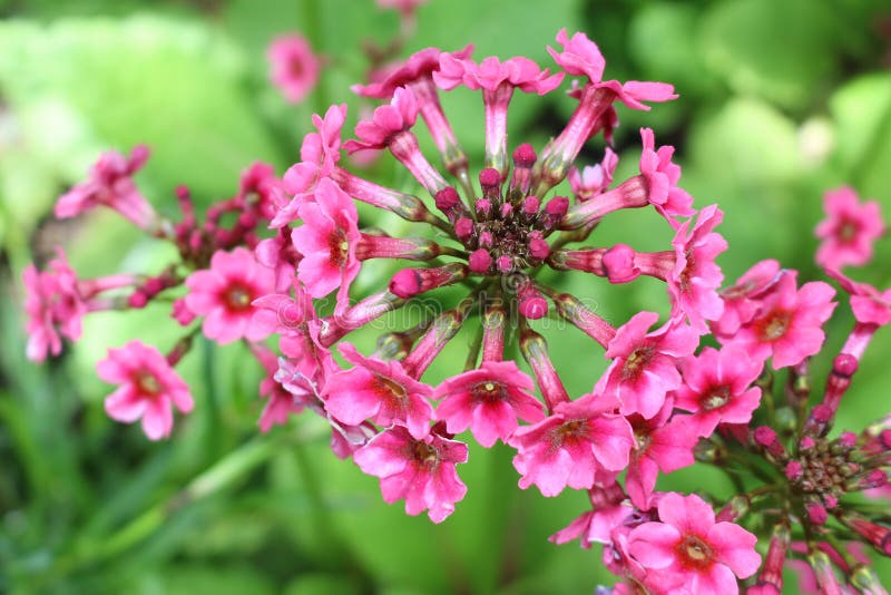 Mehlige Primelblüten – Primula Pulverulenta Stockbild - Bild von blatt ...