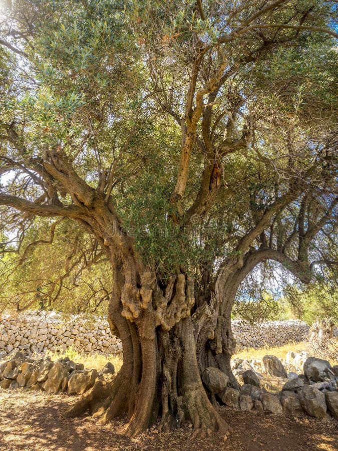 Alter Olivenbaum. Mehr Als 2000 Jahre Alt. Stockbild - Bild von reise ...