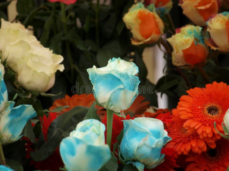 Mehrfarbige Rosen Von Einem Schwingen Auf Einem Hintergrund Stockfoto ...