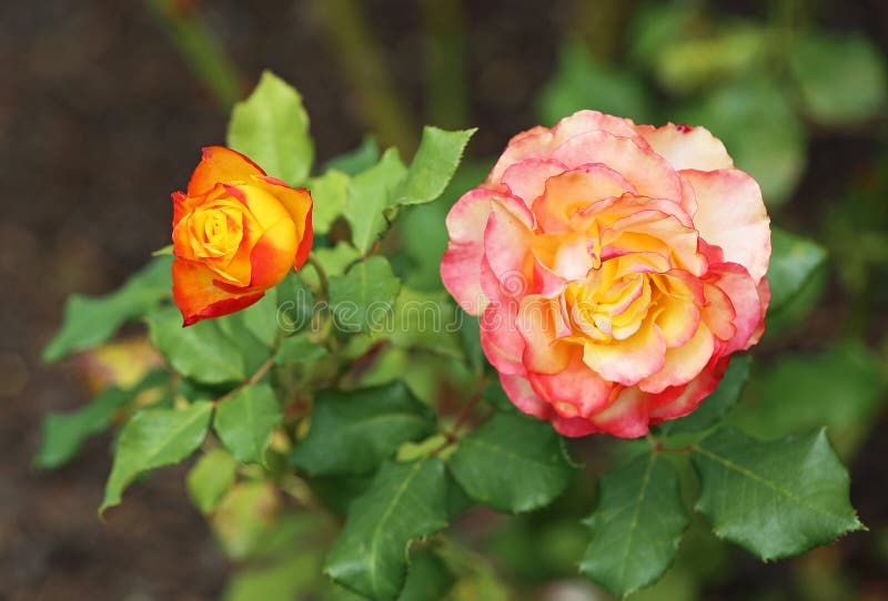 Mehrfarbige Rosen stockbild. Bild von mehrfarbig, romantisch - 113685683