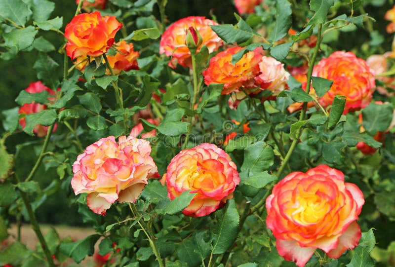 Mehrfarbige Rosen stockbild. Bild von mehrfarbig, romantisch - 113685683
