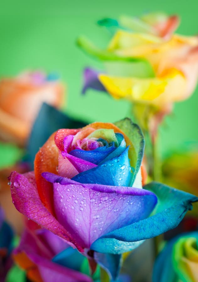 Bunt Von Der Regenbogenrosenblume Stockfoto - Bild von frisch, blume ...